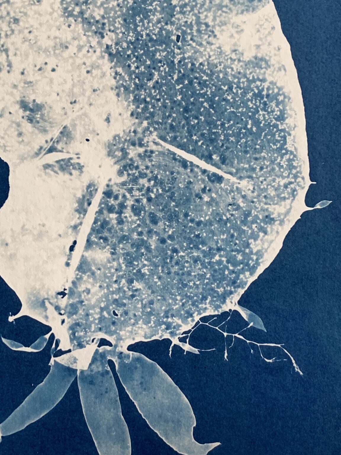 grateloupia turuturu (slijmerige drakentong) – Gallery Untitled